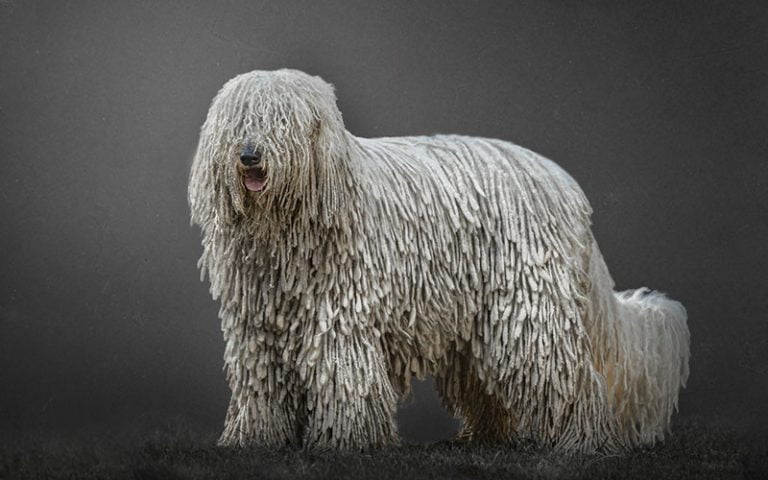 Top 15 des plus belles races de chiens blancs