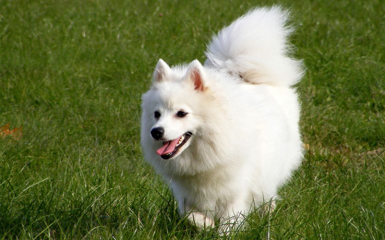 Top 15 des plus belles races de chiens blancs