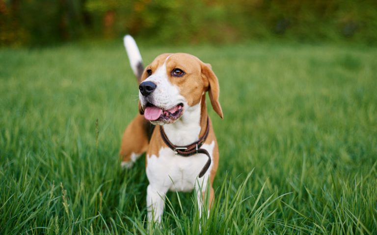 Top 20 des races de chiens à poils courts