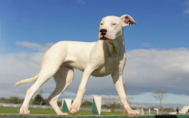 Top 15 des plus belles races de chiens blancs