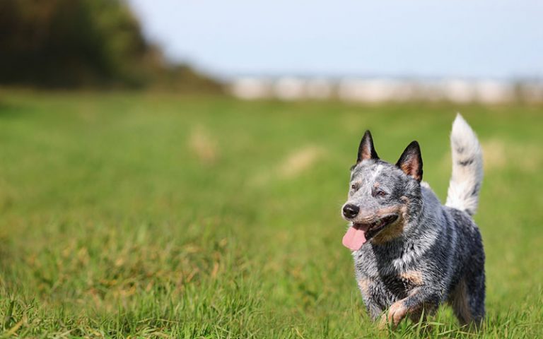 20 races de chiens de taille moyenne parfaites pour une famille