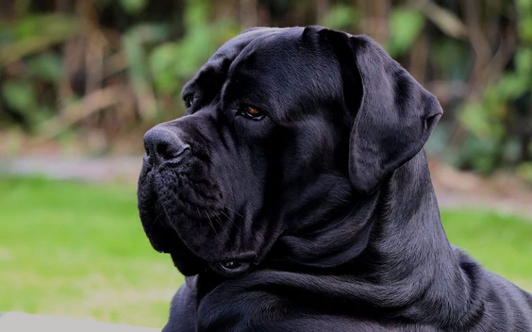 20 magnifiques races de chiens noirs - Toutoupourlechien