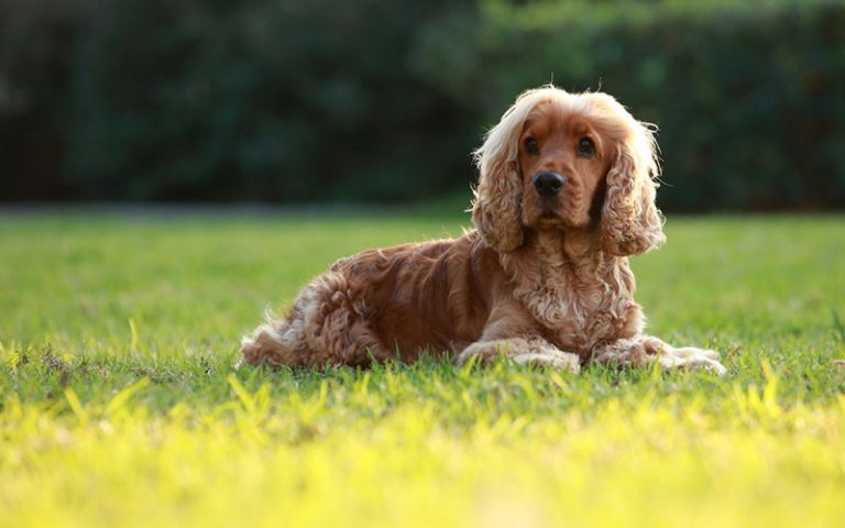 20 races de chiens de taille moyenne parfaites pour une famille