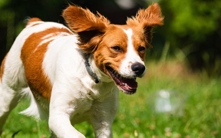 20 races de chiens de taille moyenne parfaites pour une famille