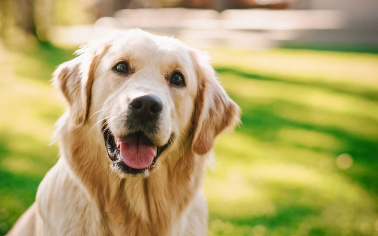 20 races de chiens de taille moyenne parfaites pour une famille