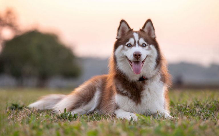 20 races de chiens de taille moyenne parfaites pour une famille