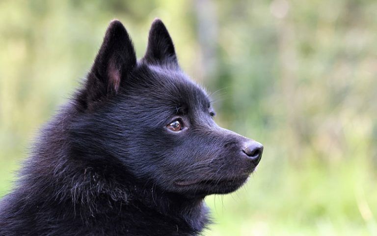 20 magnifiques races de chiens noirs - Toutoupourlechien