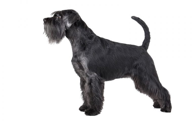 20 races de chiens de taille moyenne parfaites pour une famille