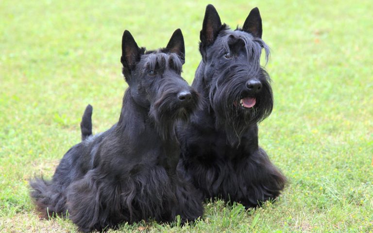 20 magnifiques races de chiens noirs - Toutoupourlechien
