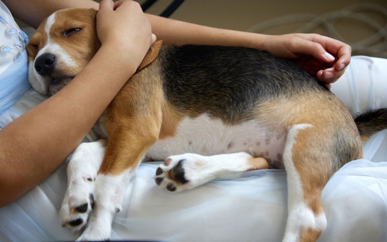 20 races de chiens les plus affectueux - Toutoupourlechien.com