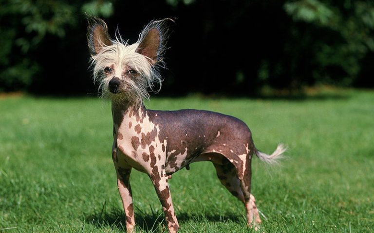 Top 20 des plus petites races de chiens au monde