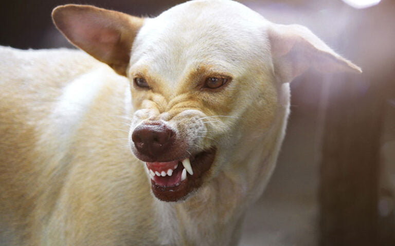 Chien agressif : que faire ? | Les causes et les solutions