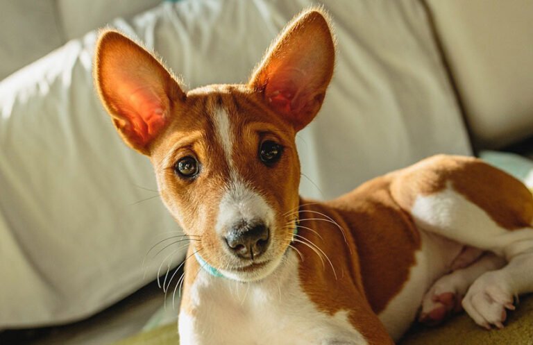Top 15 des races de chiens qui sont les plus calmes