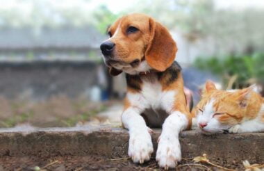 Top 10 des meilleures races de chiens qui s’entendent bien avec les chats