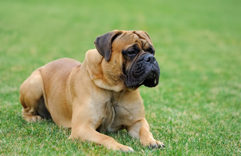 Top 15 des races de chiens qui sont les plus calmes