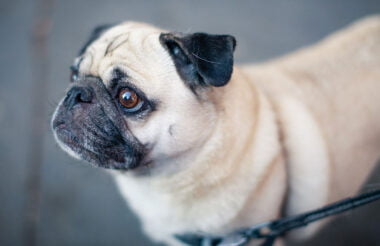 Top 15 des races de chiens qui sont les plus calmes