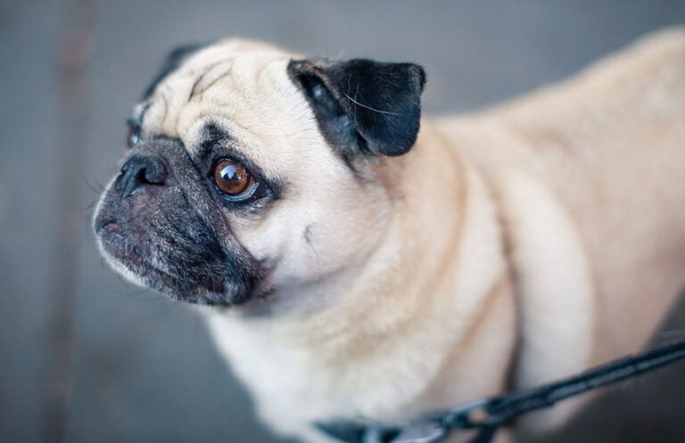 Top 15 des races de chiens qui sont les plus calmes