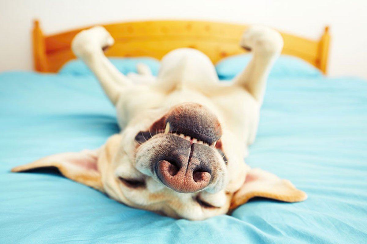 Top 15 des races de chiens qui sont les plus calmes