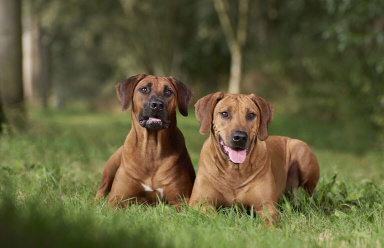 Top 15 des races de chiens qui sont les plus calmes