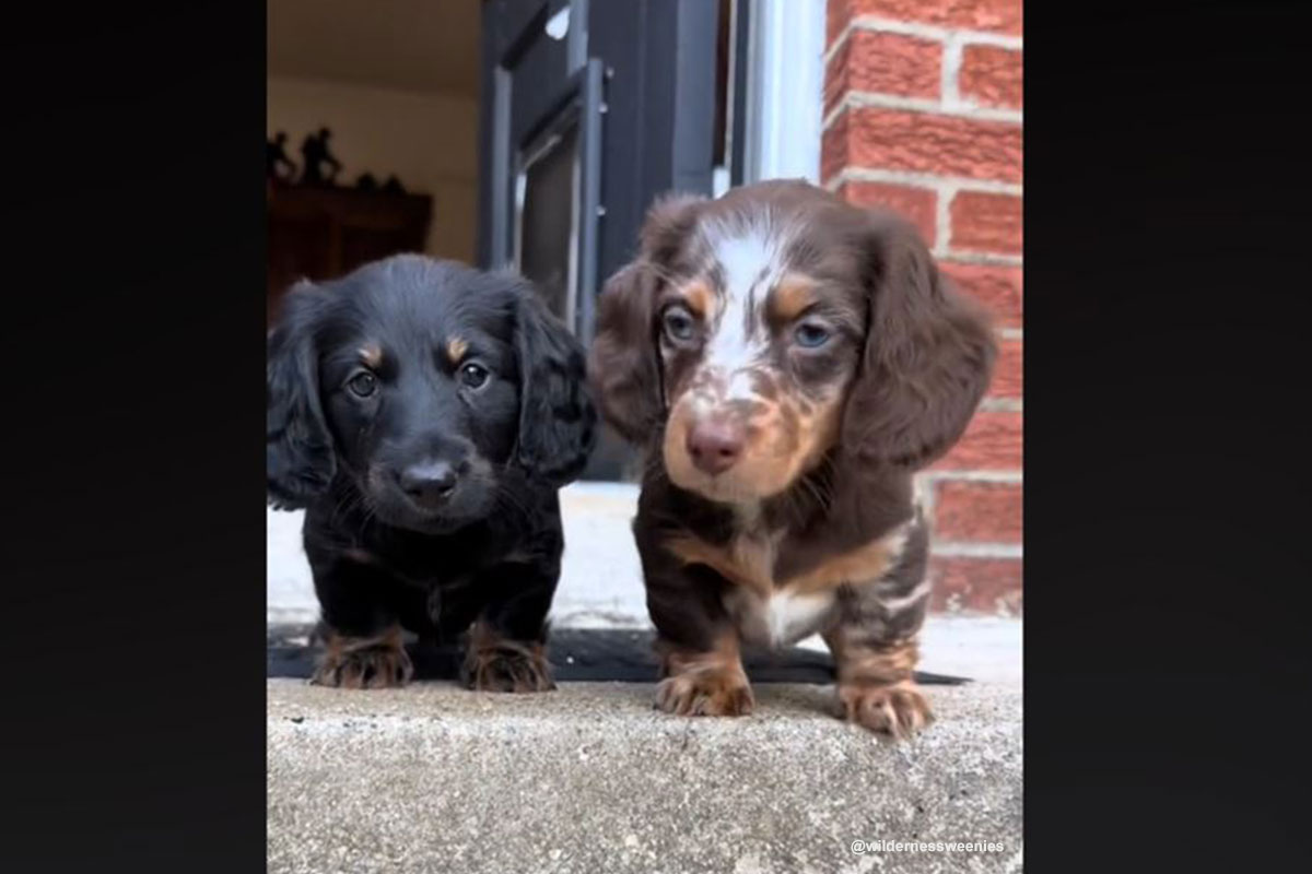 Une maman Teckel regarde ses chiots descendre les escaliers pour la ...