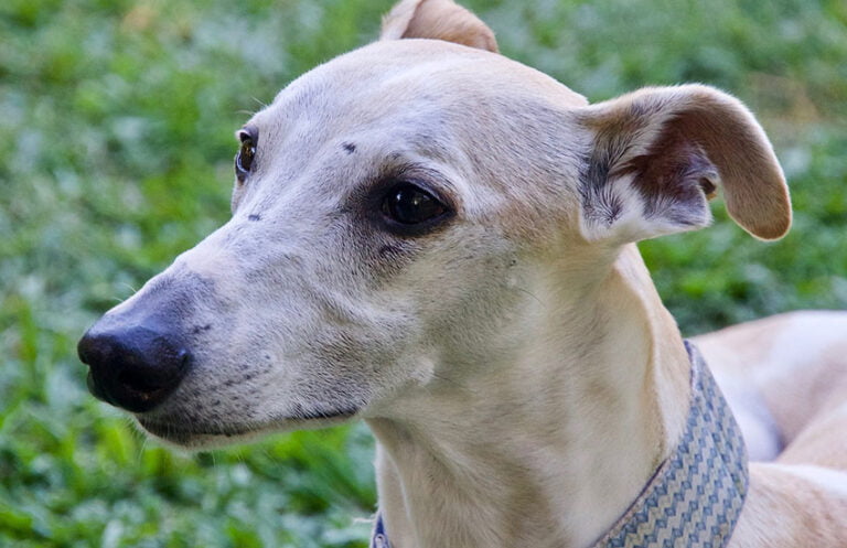 Top 15 des races de chiens qui sont les plus calmes