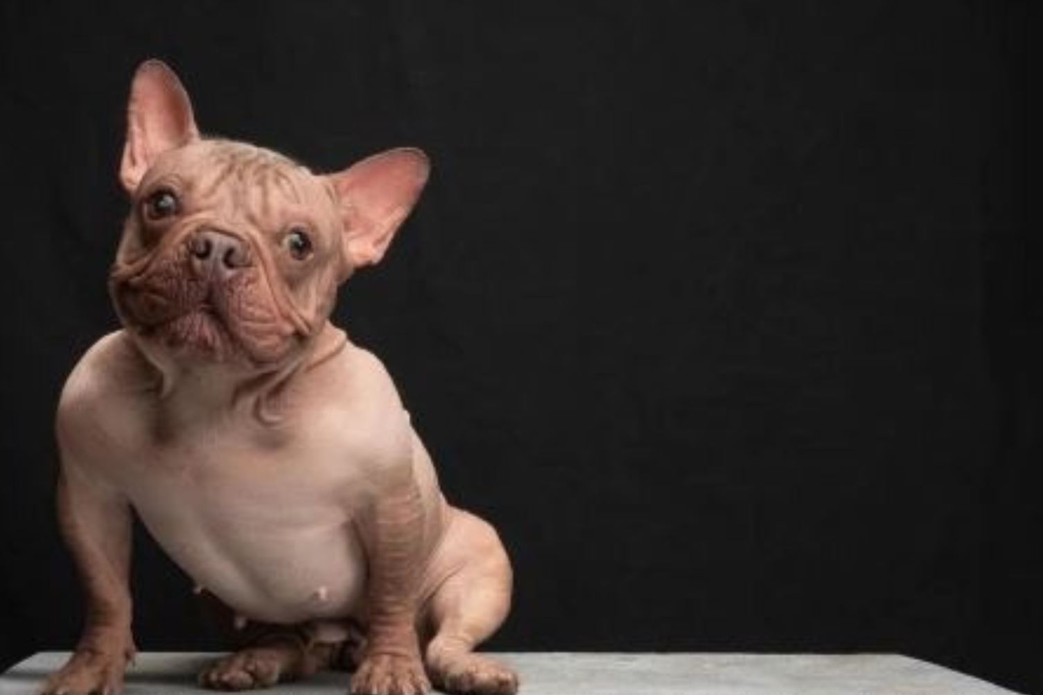 Pétunia, ce bouledogue français sans poil élu chien le plus laid du ...
