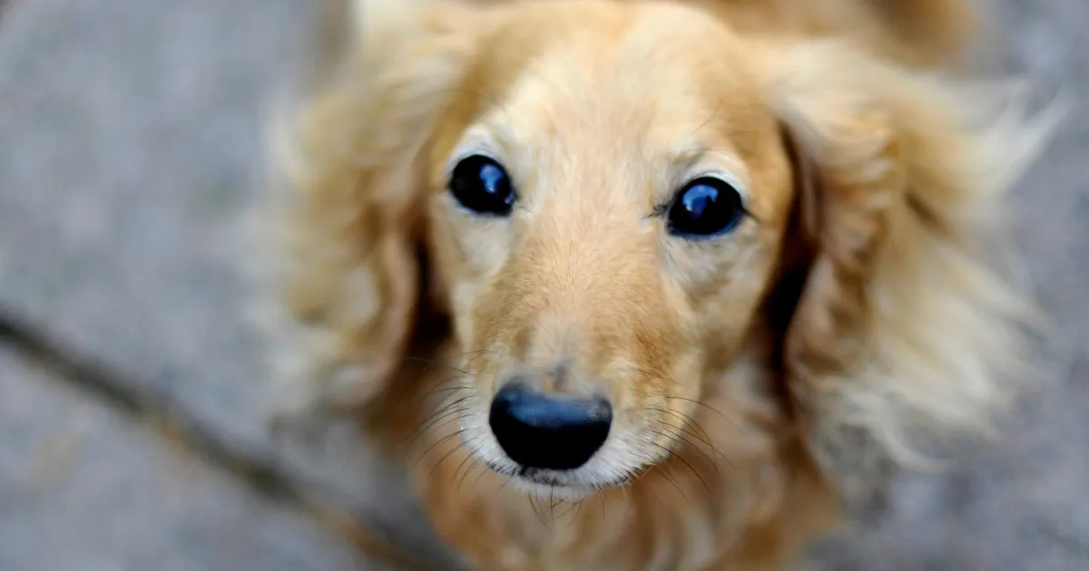Ce Golden Retriever qui enseigne le hurlement à un mini Teckel est peut ...