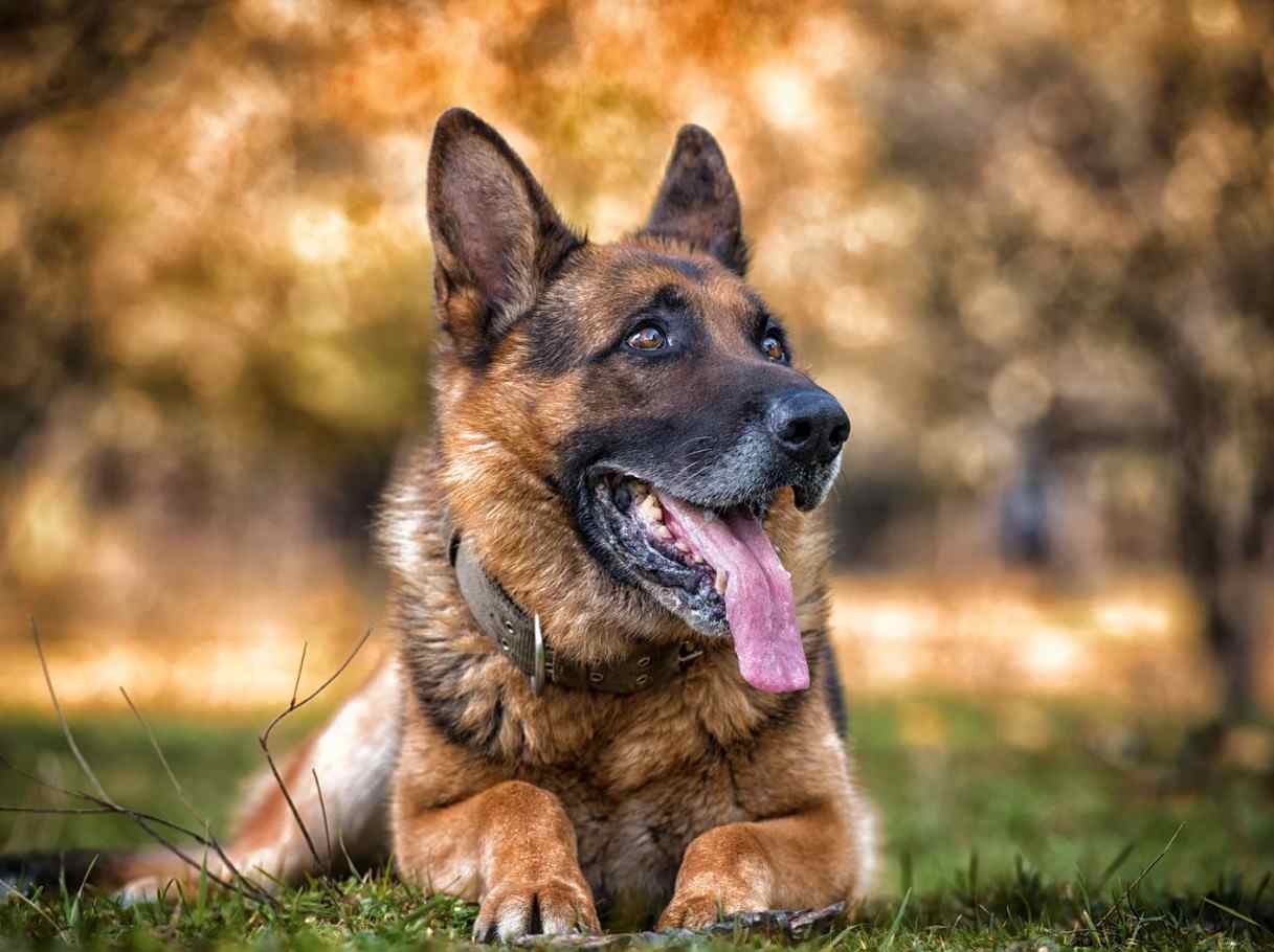 Top 10 des races de chien de garde - Toutoupourlechien.com