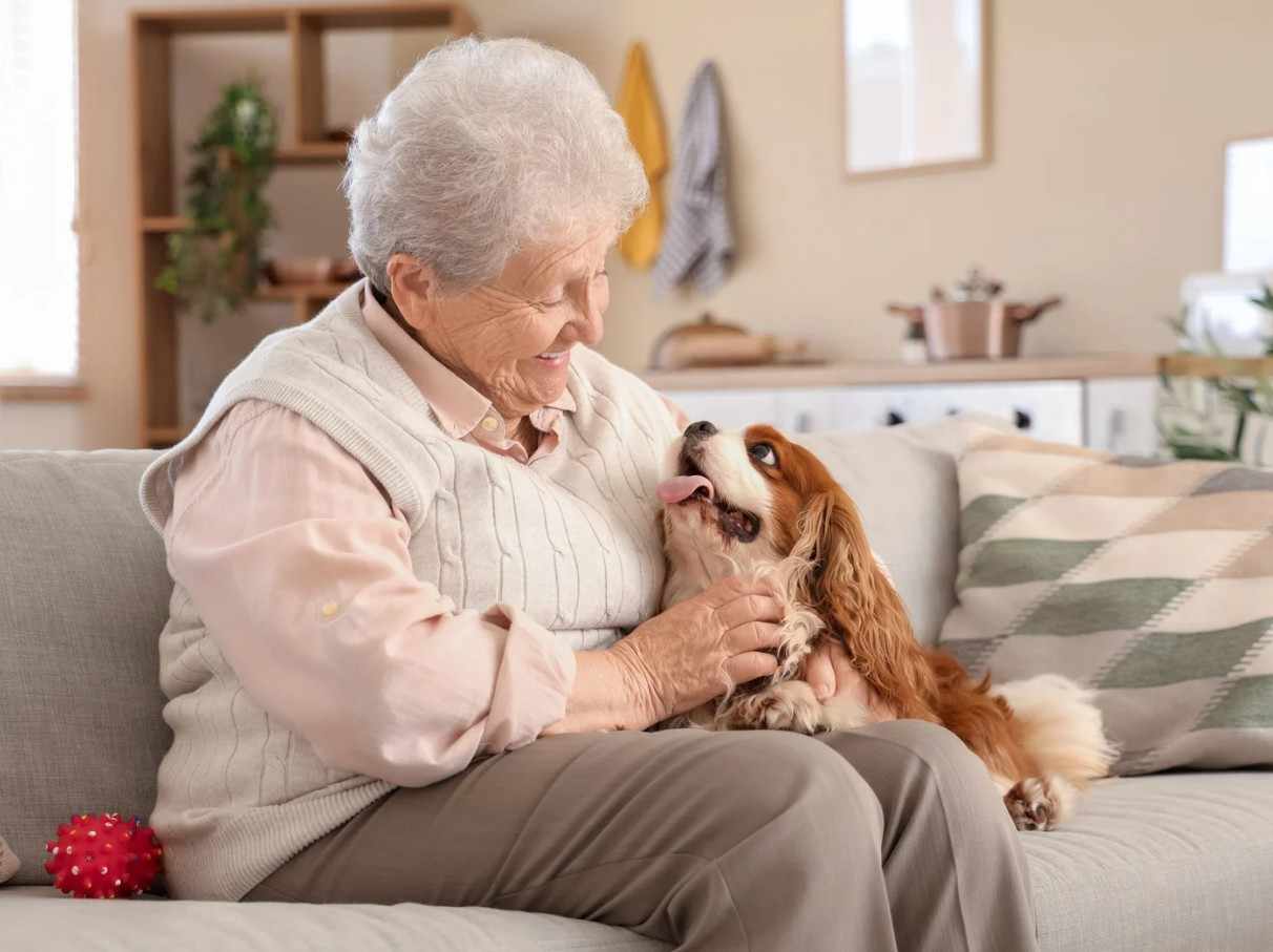 Voici les 7 races de chiens les mieux adaptés aux seniors ...